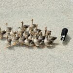 How To Be A Highly Successful Introverted Leader